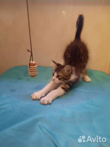 Котенок из Крыма