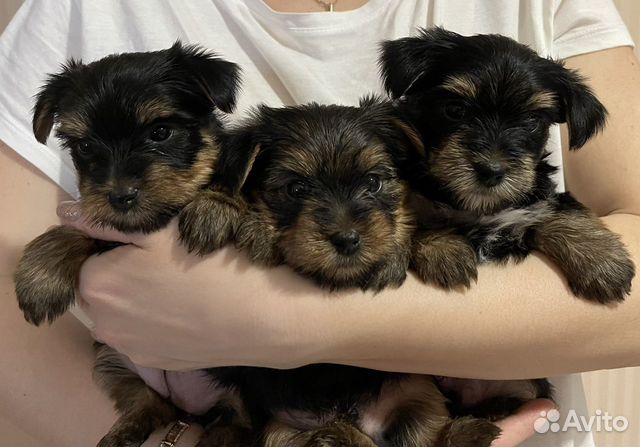 Йокширский терьер щенки