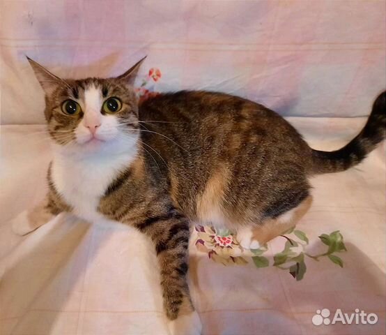 Выкинутая кошечка Лиза