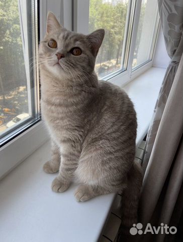 Кошка шотландская прямоухая