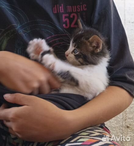 Котята в добрые руки бесплатно