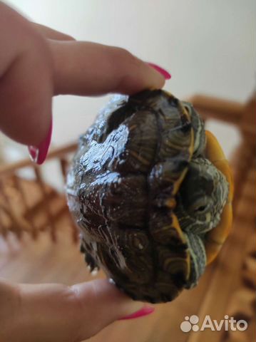 Красноухая черепаха девочка маленькая