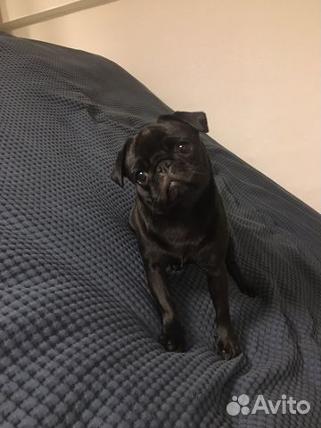 Невеста Мопс ищет жениха Мопса