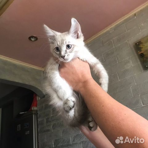 Отдам в добрейшие ручки 3 котят