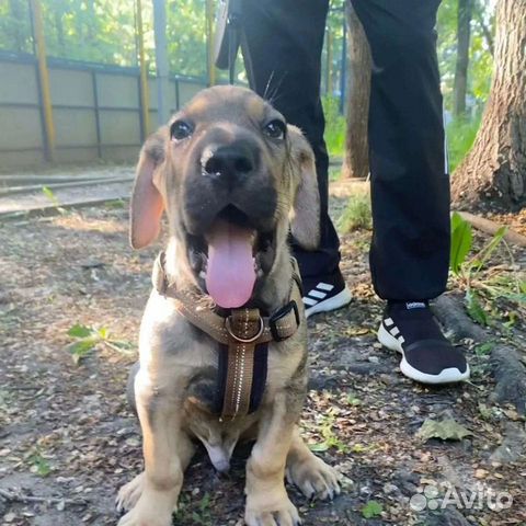 Самый красивый щенок