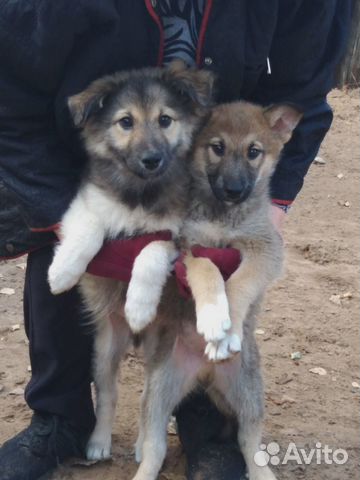Щенок 4 месяца