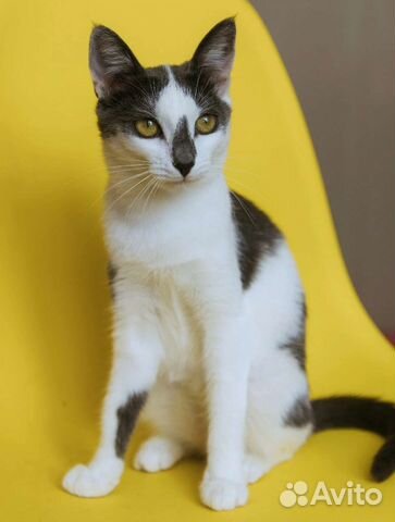 Кошка Ясмин