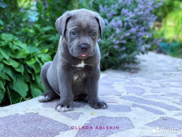 Кане Корсо мальчик серый