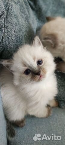 Котята Невская Маскарадная