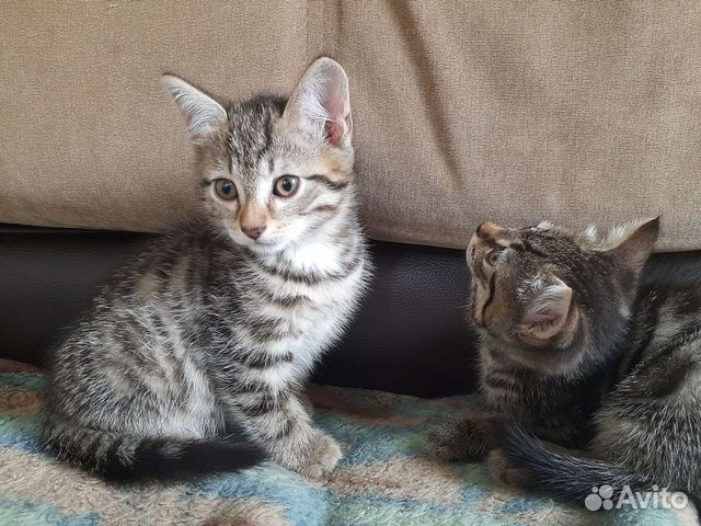 Котята