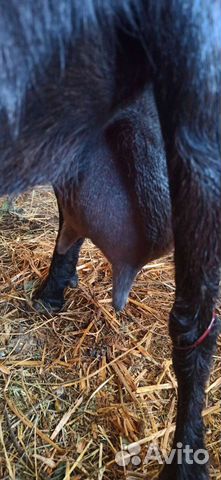 Чешско- нубийский козлик