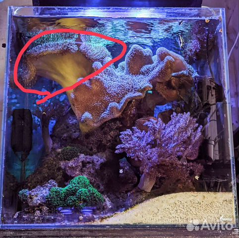 Австралийский саркафитон XL