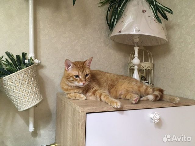 Кот Кузя ищет любящую семью