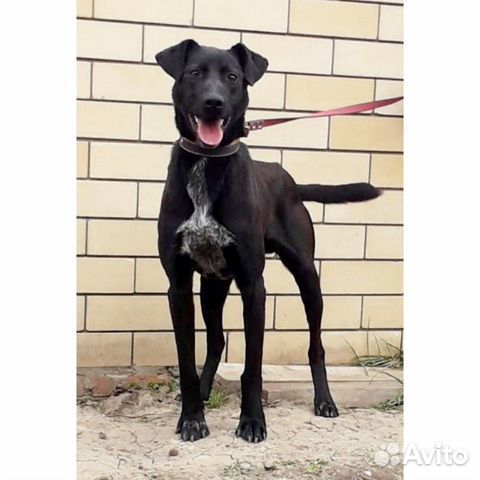 Собака кобель отдам