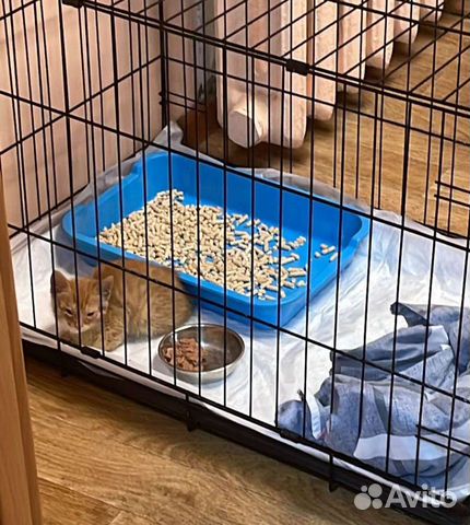 Котята в добрые руки бесплатно