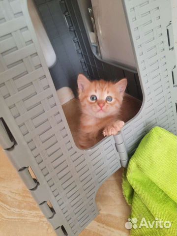Котенок, Лесной Норвежский