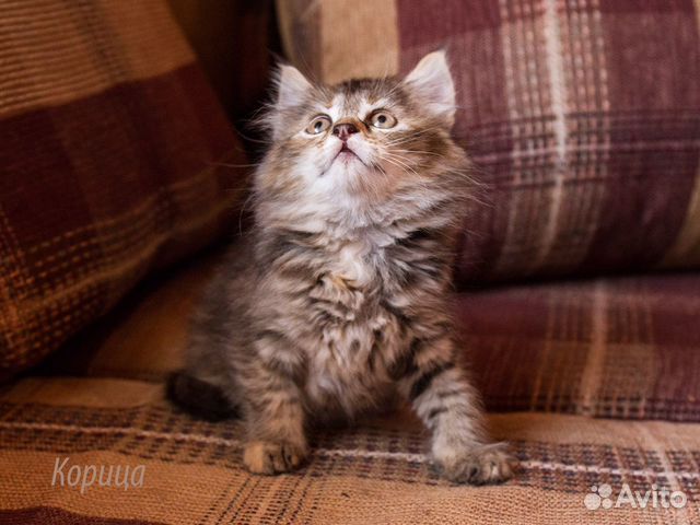 Котенок в добрые руки