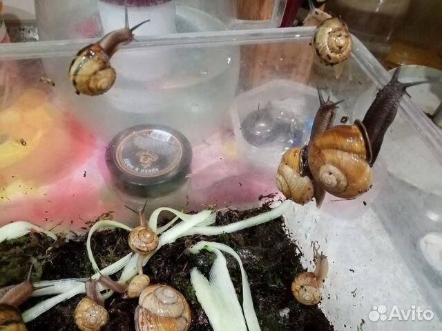 Улитки виноградные