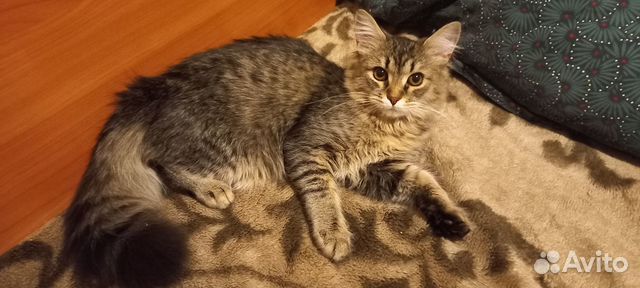 Котенок Сибирской породы в дар