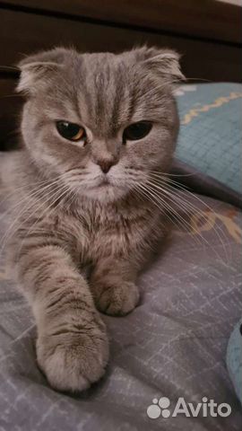 Шотландская кошка 3 года
