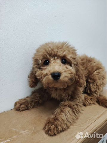 Девочка той-пудель редбраун