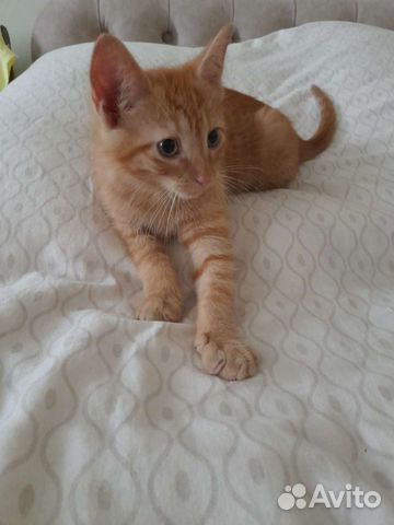 Котёнок