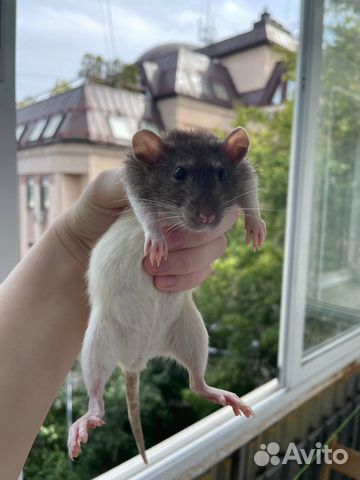 Двое крысок дамбо ищут новый дом