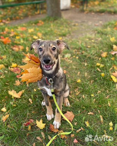 Щенок девочка в добрые руки