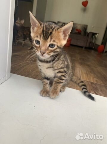 Бенгальские котята