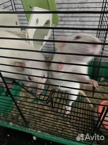 Крыски с клеткой бесплатно