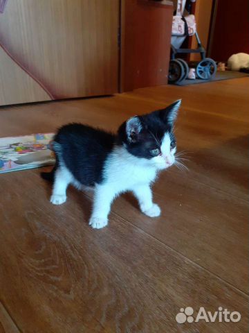 Котенок в добрые руки