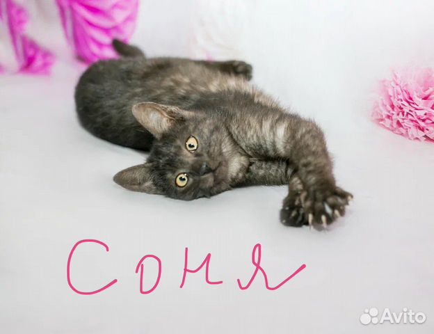 Котенок Соня ищет маму и папу