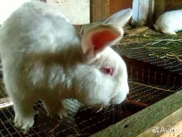 Кроликибелый паннон и сов. Шиншила