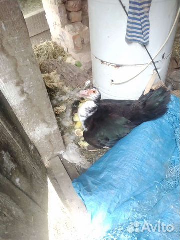 Утята мускусной утки