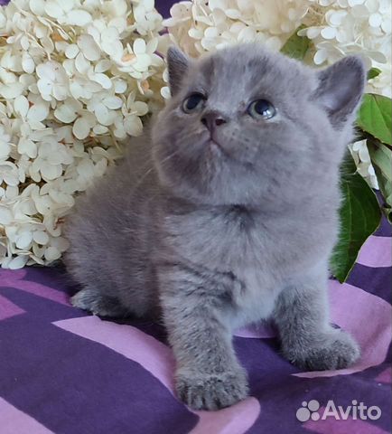 Британские породистые котята