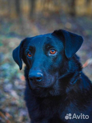 Преданный пес Тим