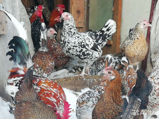 Куры декоративные