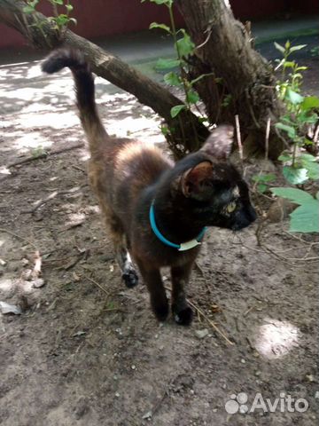 Кошечка с котенком в добрые рука