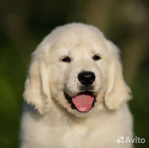 Золотистый ретривер