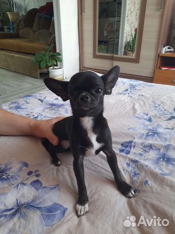 Вязка чихуахуа. Мини чихуахуа