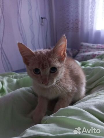 Абрикосовый малыш
