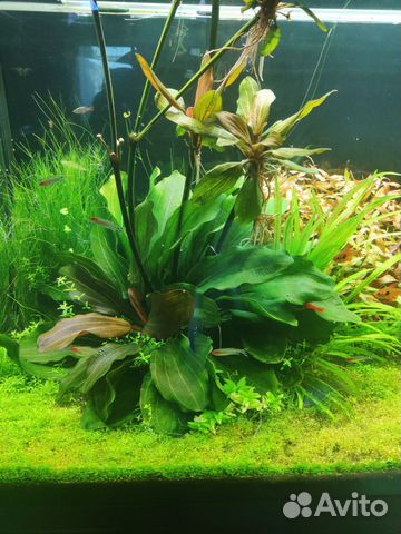 Эхинодорус