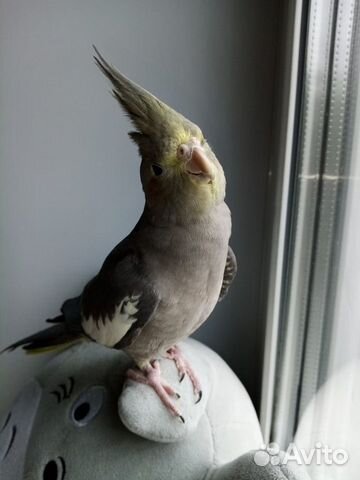 Попугай корелла