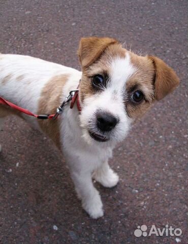 Джек Рассел терьер