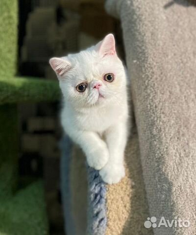 Экзотические котята