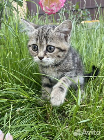 Шотланская кошечка