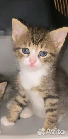 Котёнок Масяня