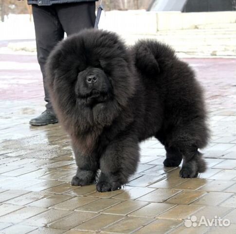 Чёрная звезда чау мальчик