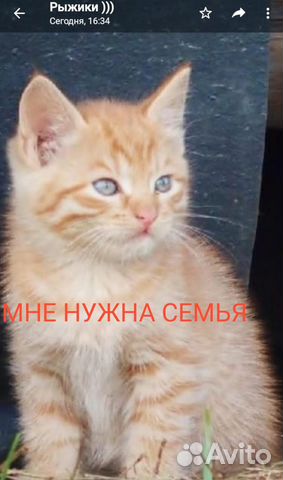 Котёнок злата, девочка, 2 мес., рыжая