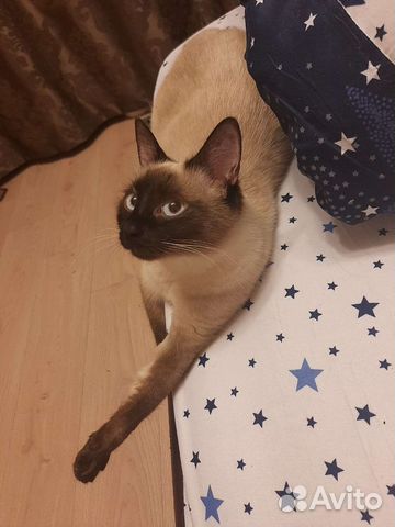 Тайская кошечка ищет котика